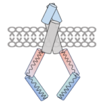 EXUMA Biotech - Clinical-Stage Biotechnology Company