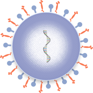 EXUMA Biotech - Clinical-Stage Biotechnology Company