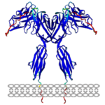 EXUMA Biotech - Clinical-Stage Biotechnology Company