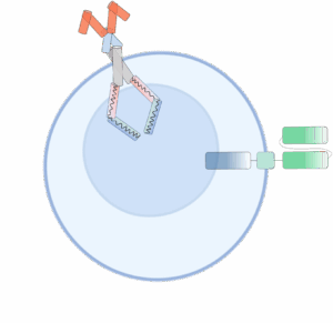 EXUMA Biotech - Clinical-Stage Biotechnology Company